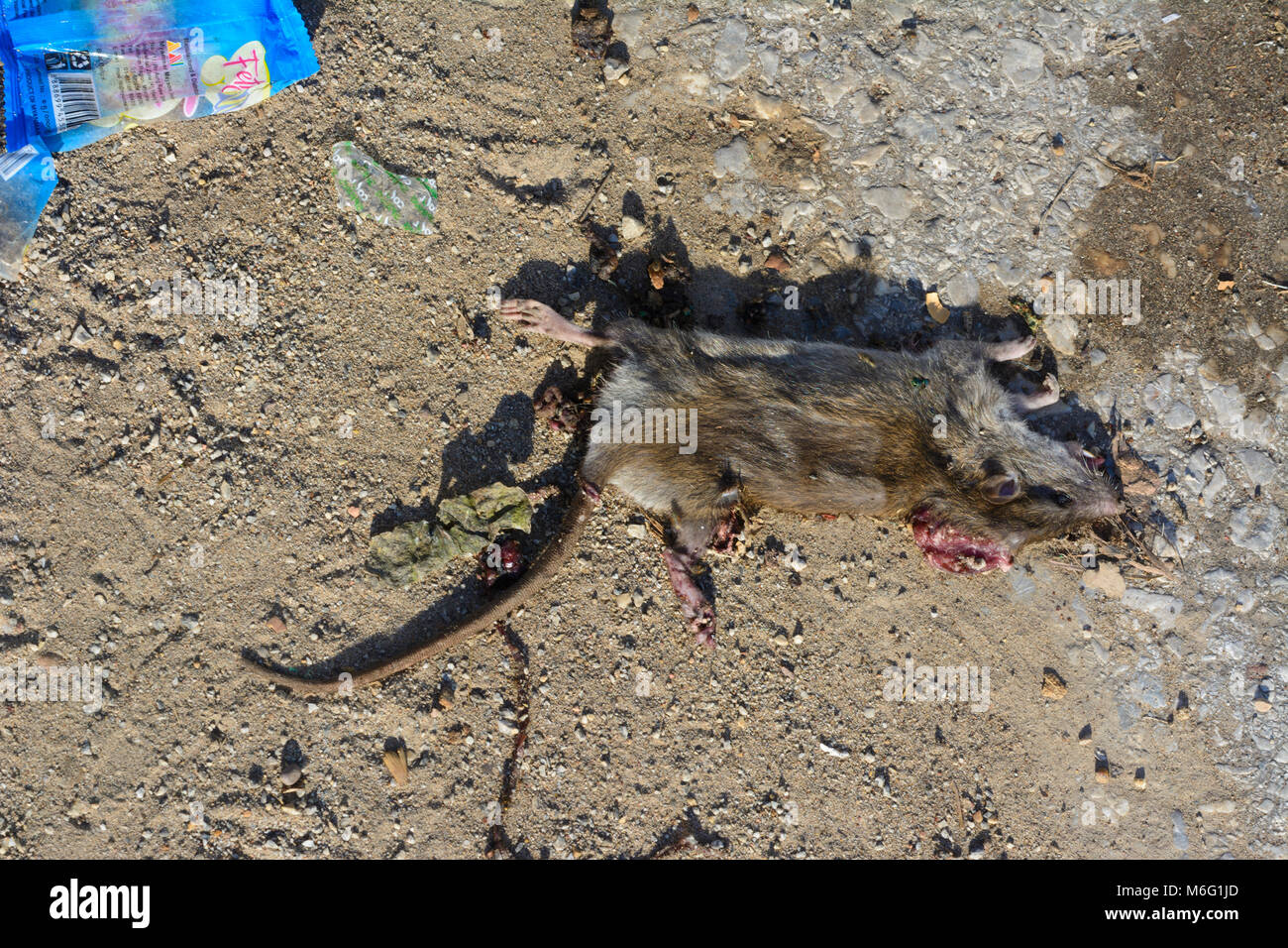 Run over rat hi-res stock photography and images - Alamy