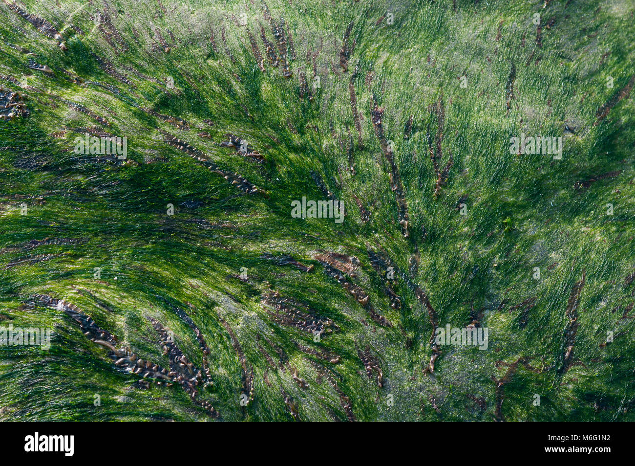 Abstract image of seaweed Stock Photo - Alamy