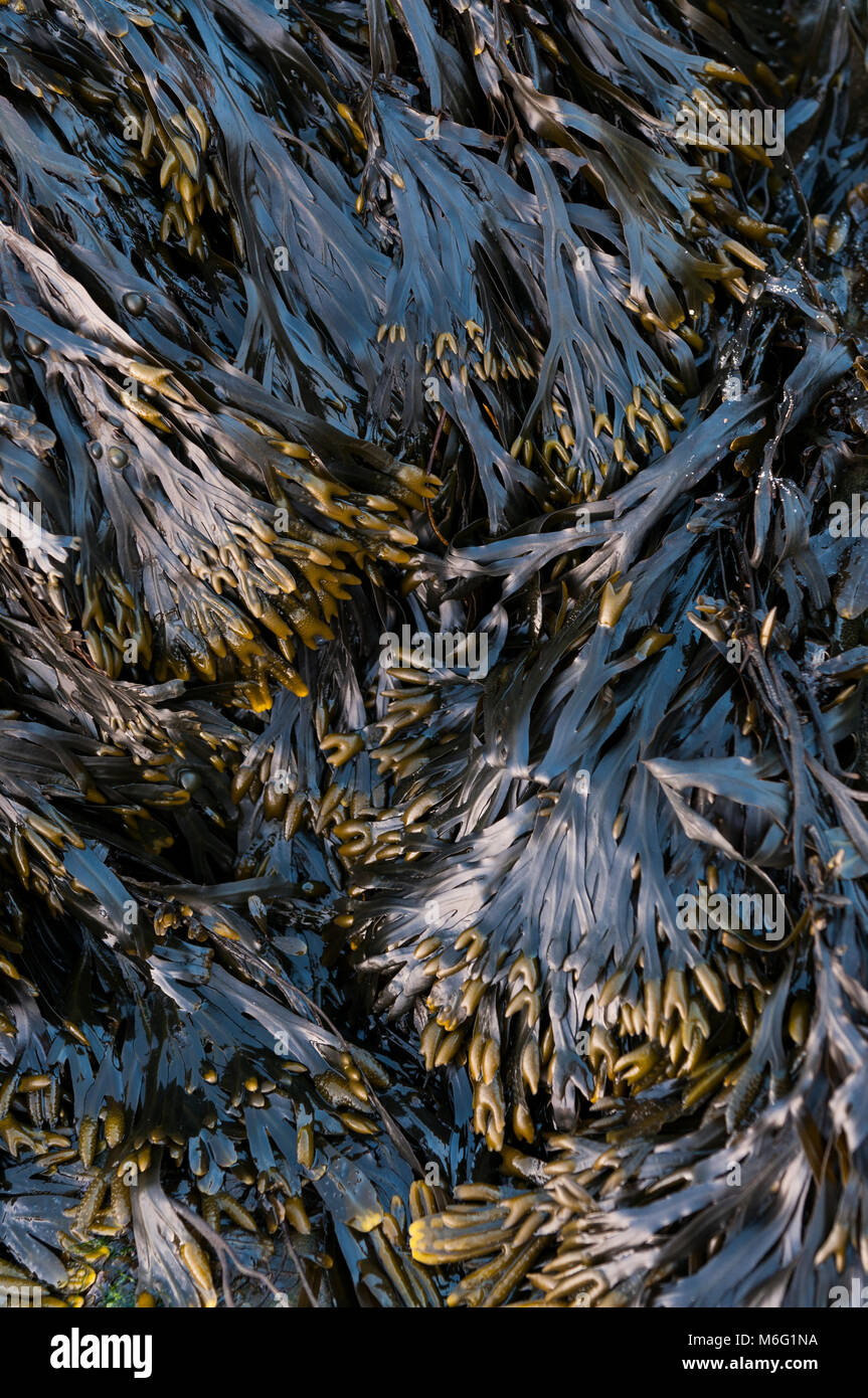 Abstract image of seaweed Stock Photo - Alamy