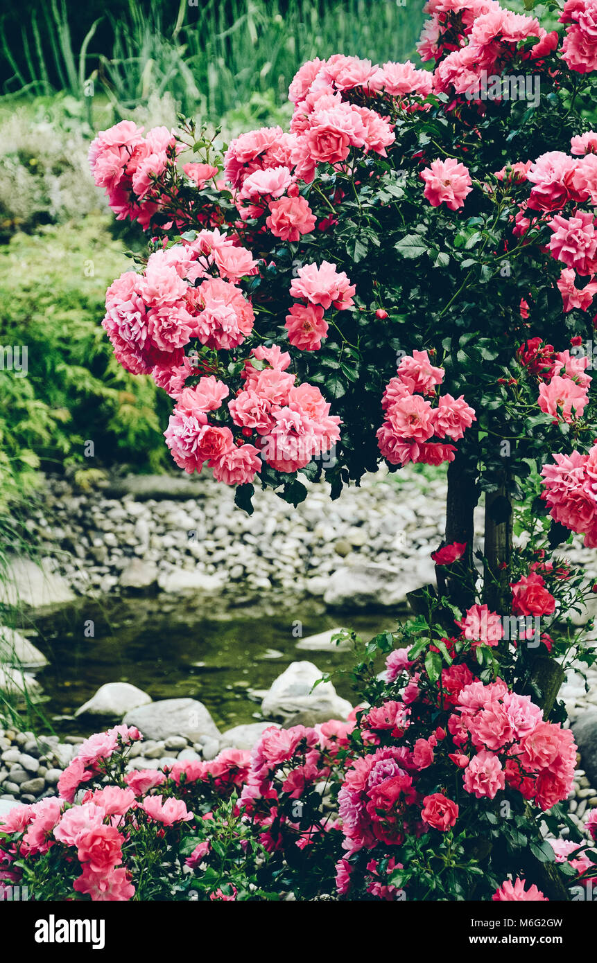 Rose espalier hi-res stock photography and images - Alamy