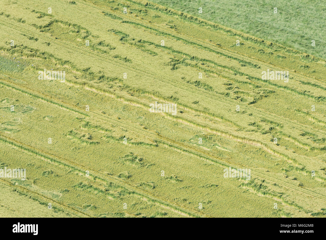 Aerial image showing damage of crops due to heavy rains and wind Stock ...
