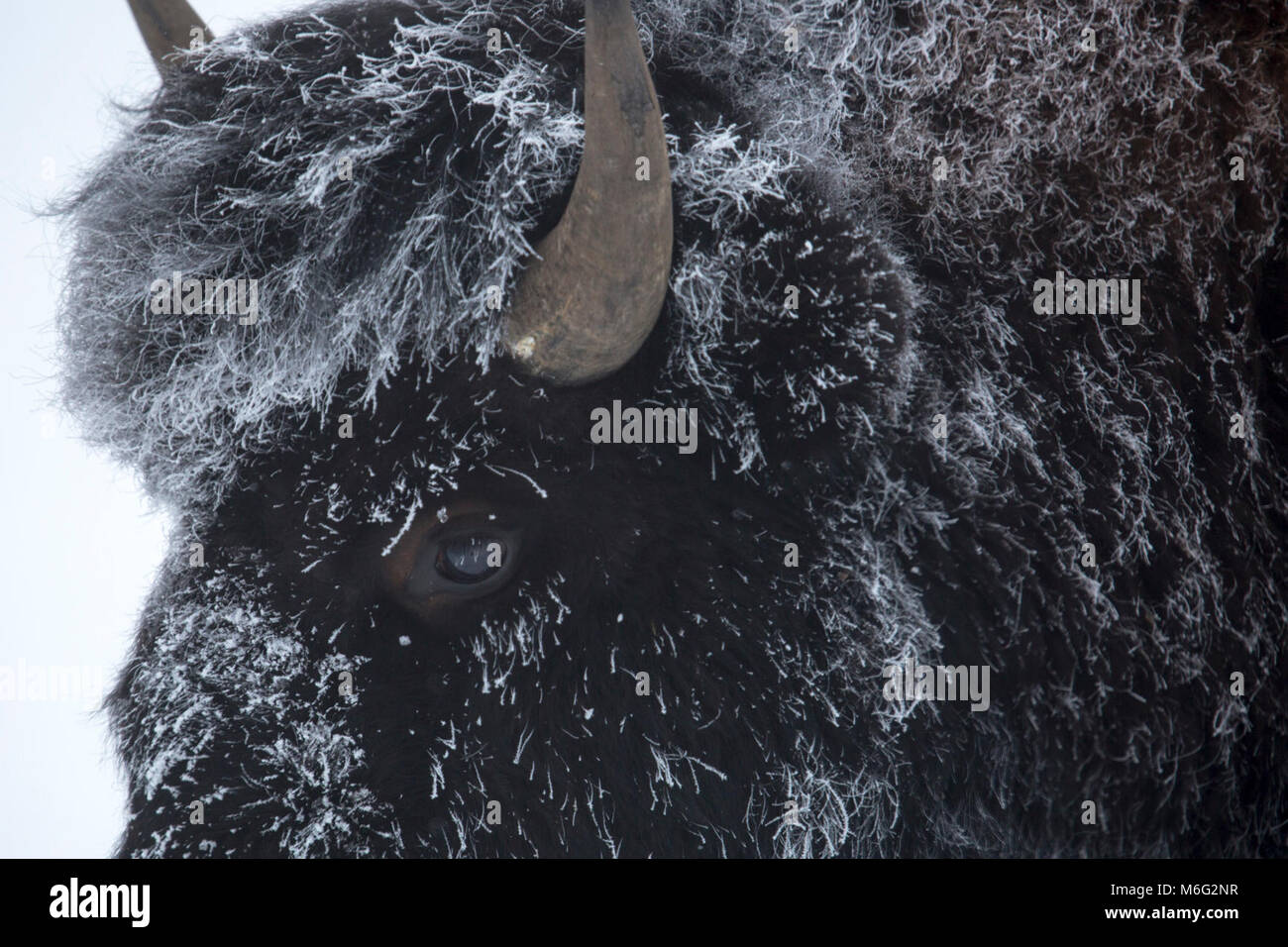 Frosty Bison Stock Photo - Alamy