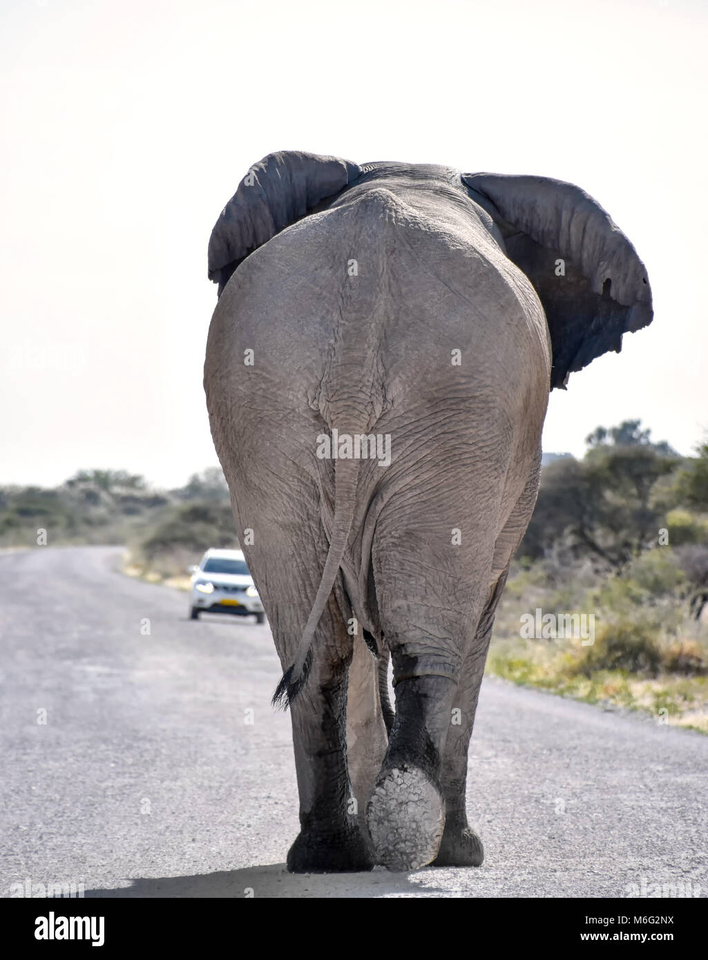 The back of an impressive male elephant walking in Etosha Namibia on ...