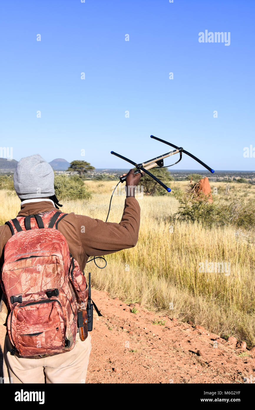 A safari guide or wildlife park ranger walking while holding an antenna ...