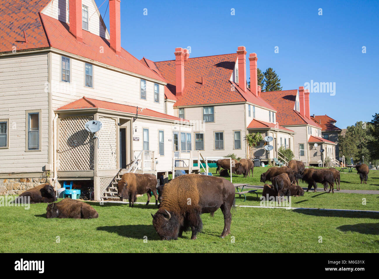 Grazing bison, Mammoth Hot Springs Stock Photo - Alamy