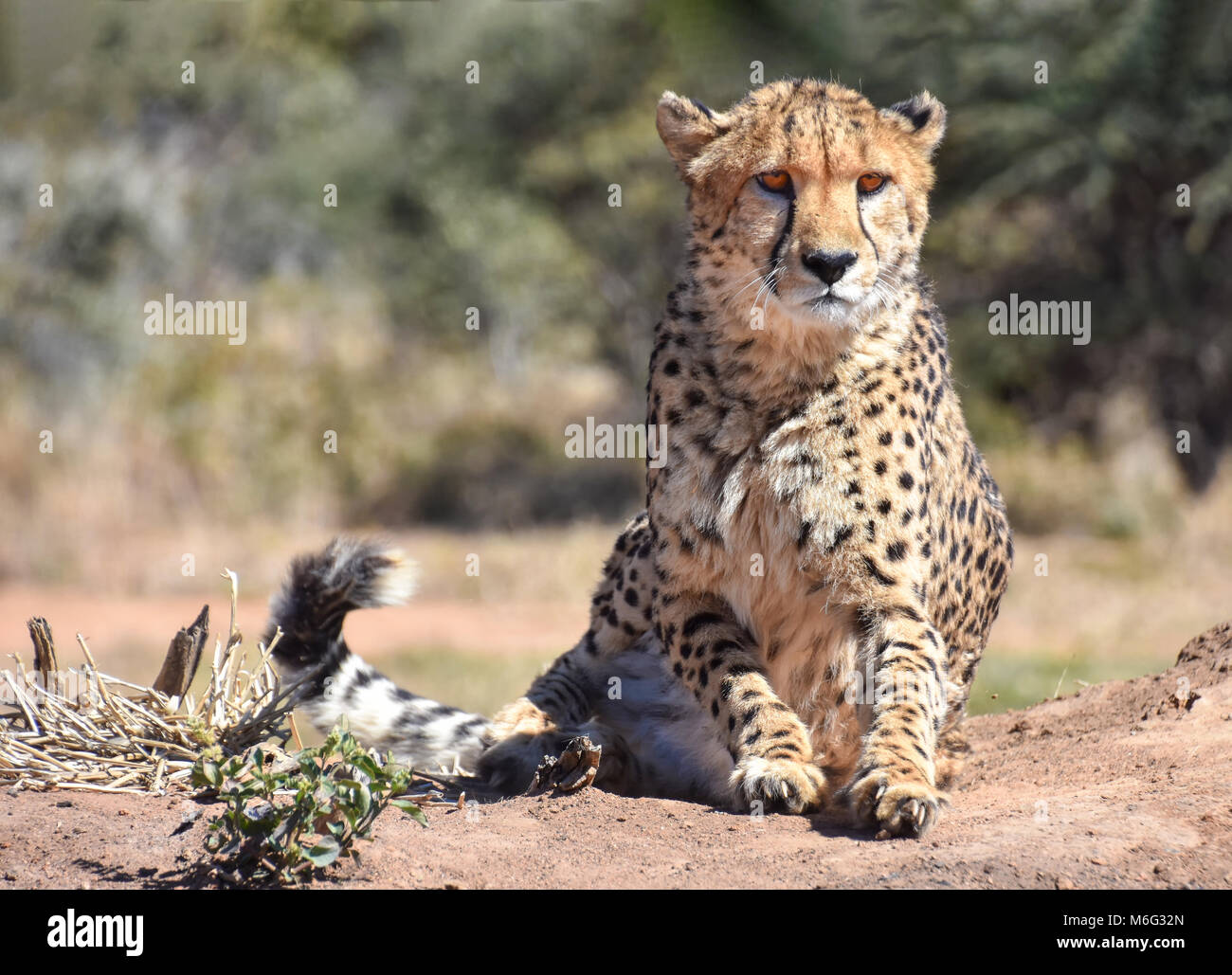 A close-up of a cheetah photographed in the wild in Namibia relaxing in ...