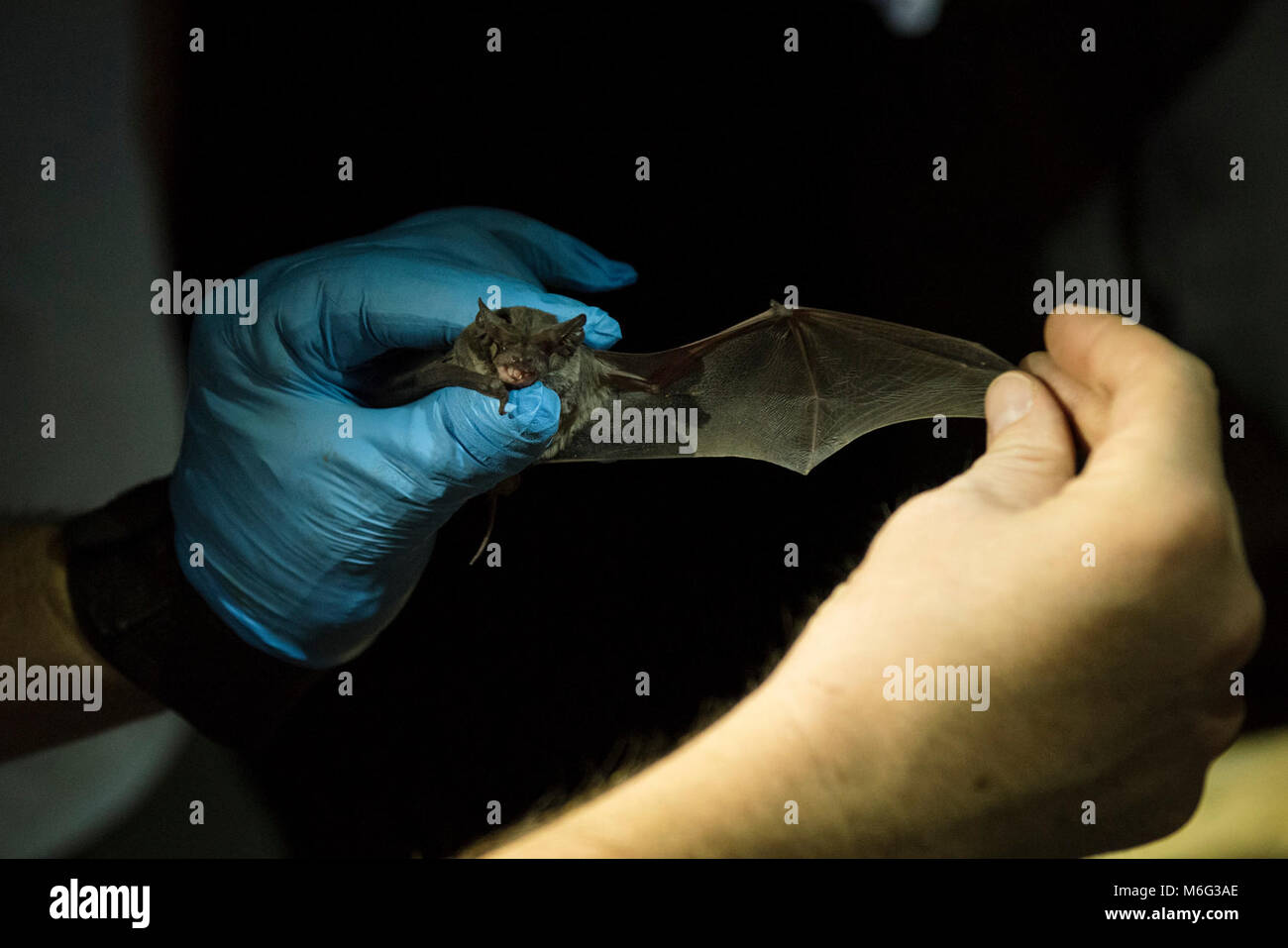 Identifying species hi-res stock photography and images - Alamy