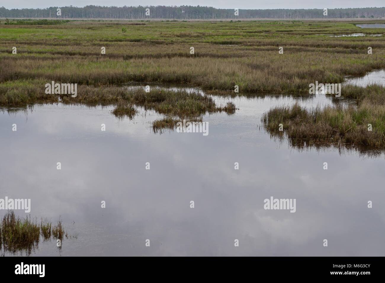 Marshland on Deal Island, Somerset County, Maryland. Deal Island is one ...