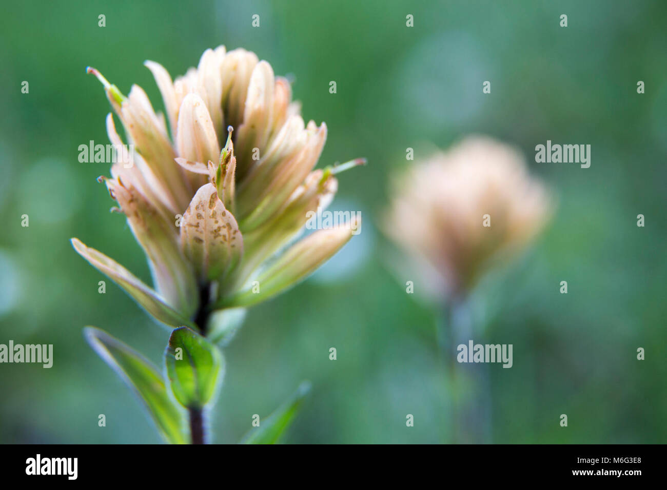 Indian paint bush (Castilleja spp Stock Photo - Alamy