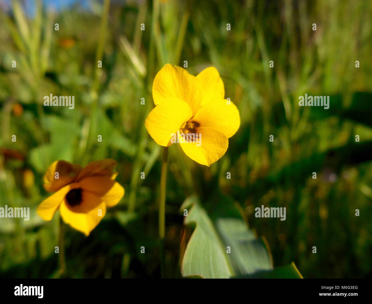 Johnny Jump Up. Viola pedunculata Stock Photo - Alamy