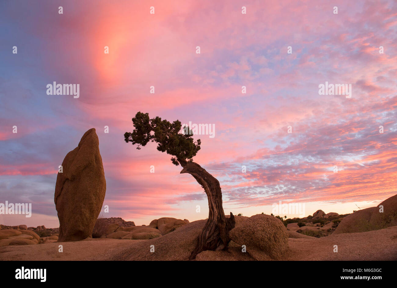 Juniper and Monolith at Sunset Stock Photo - Alamy