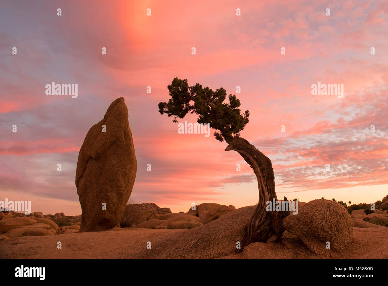 Juniper and Monolith at Sunset Stock Photo - Alamy