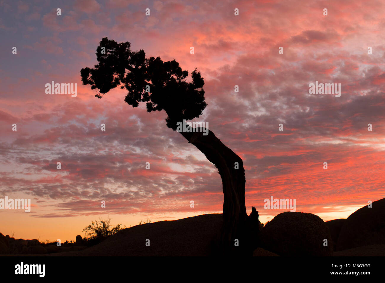 Juniper at Sunset Stock Photo - Alamy