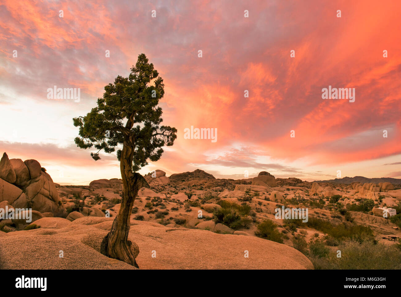 Juniper at Sunset Stock Photo - Alamy