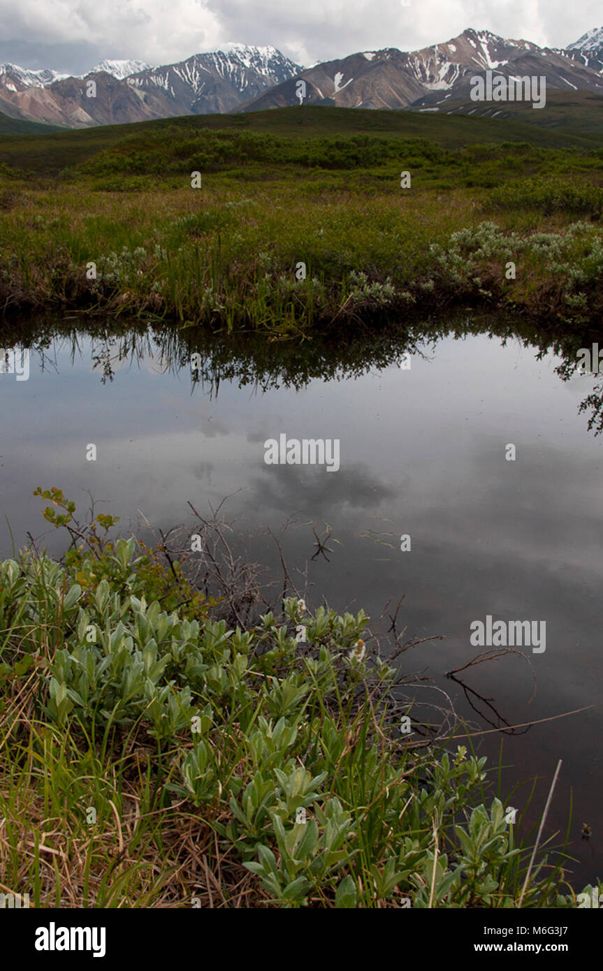 Kettle Pond, Denali National Park Stock Photo - Alamy