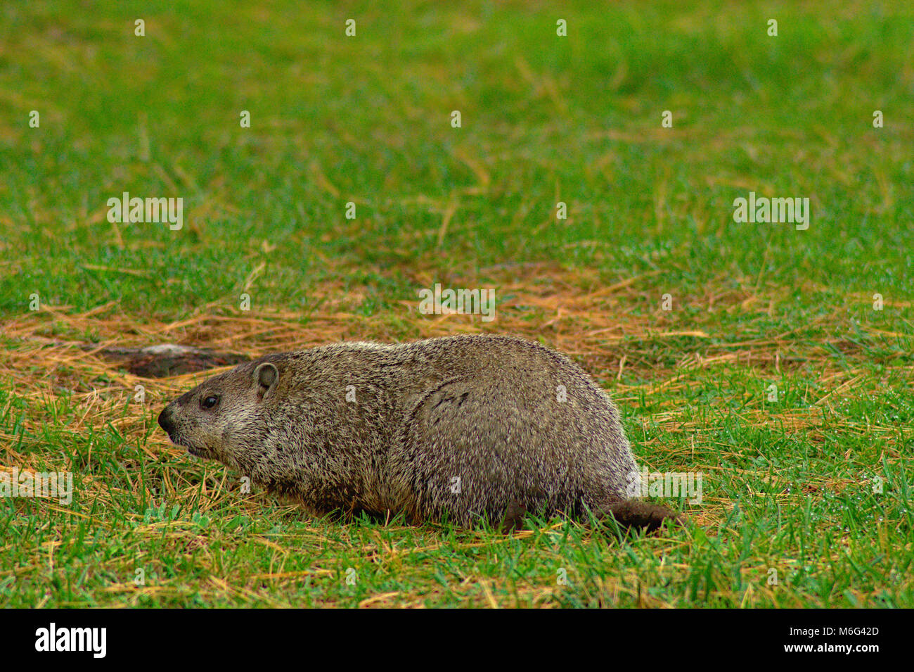 Closeup photo of Groundhog on golf course Stock Photo - Alamy