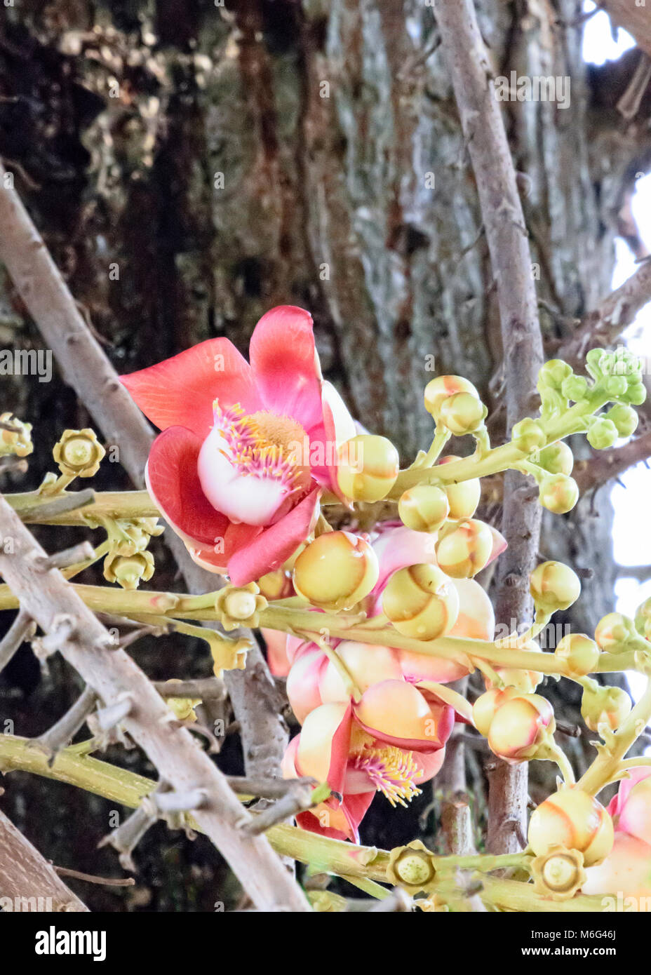 Sakhua tree hi-res stock photography and images - Alamy
