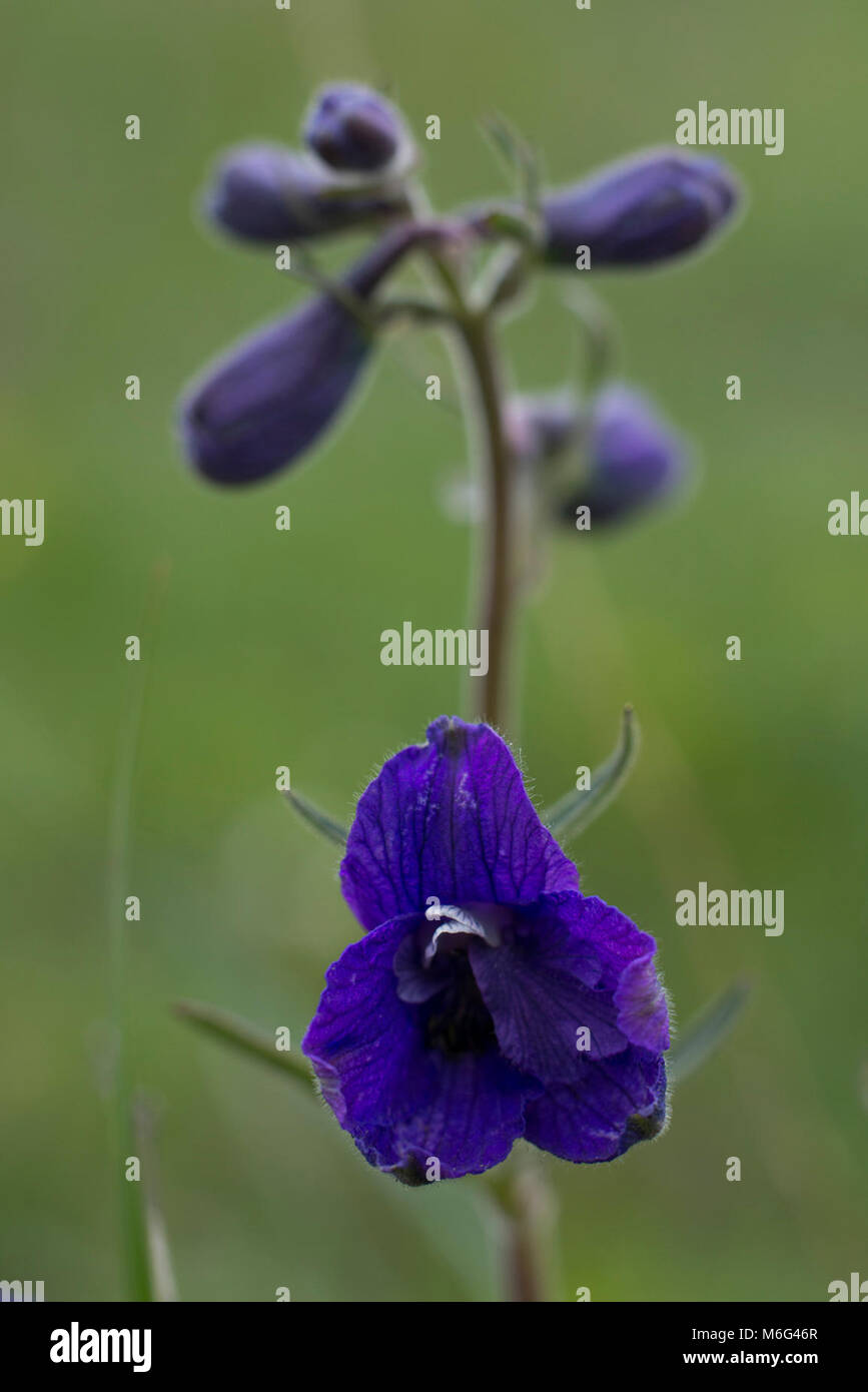 Low larkspur, Delphinium bicolor Stock Photo - Alamy