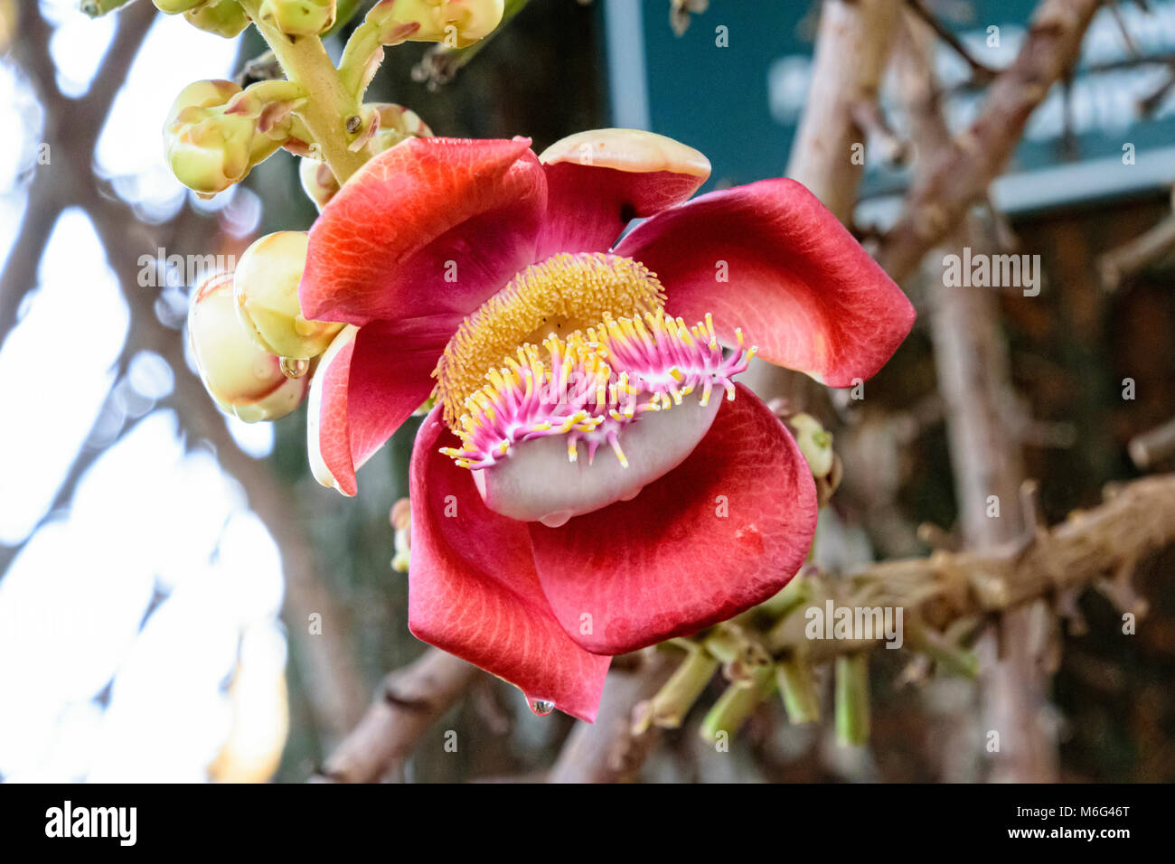 Sakhua tree hi-res stock photography and images - Alamy