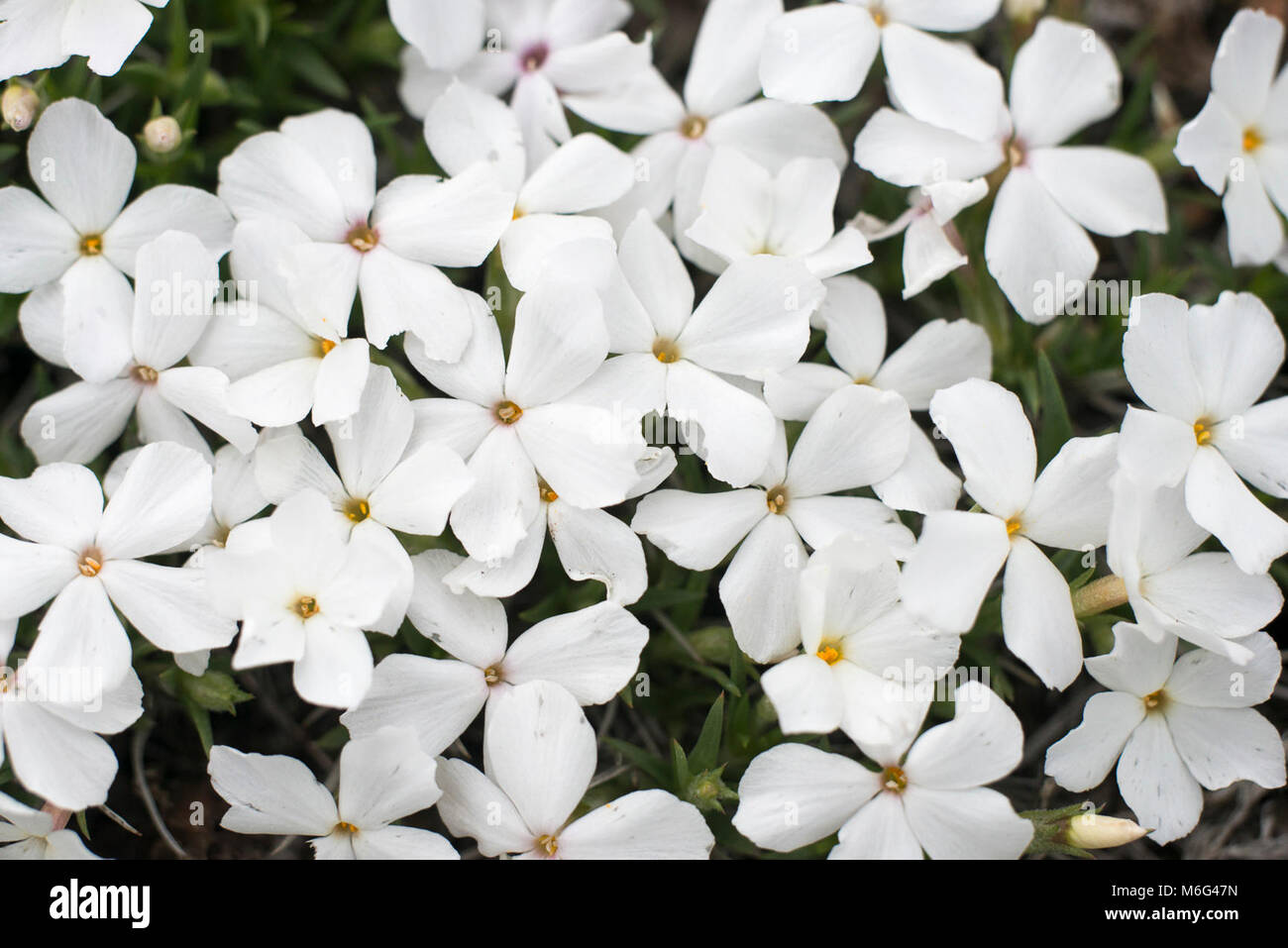 Phlox flowers yellowstone national park hi-res stock photography and ...