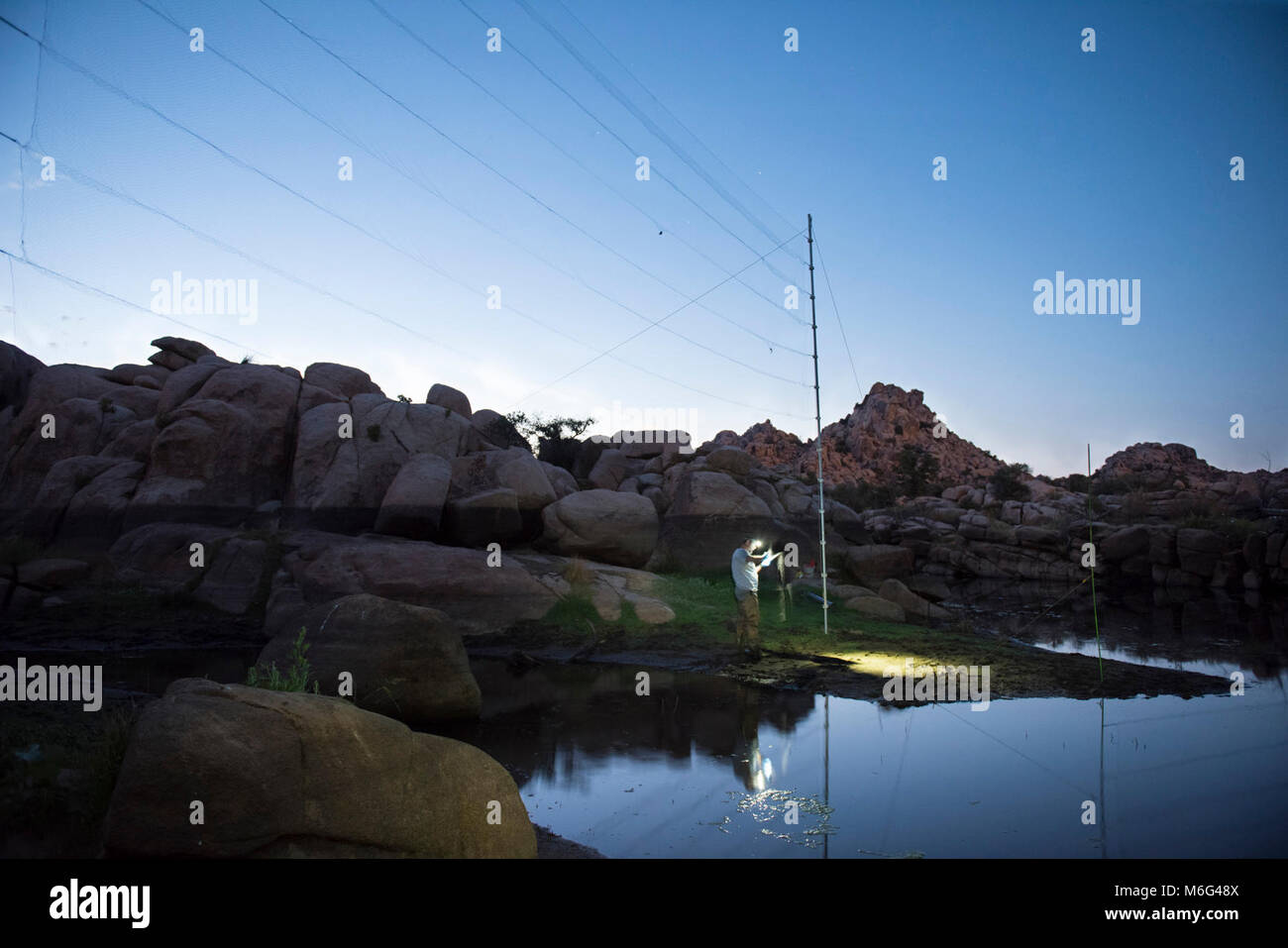 Mist net bat hi-res stock photography and images - Alamy