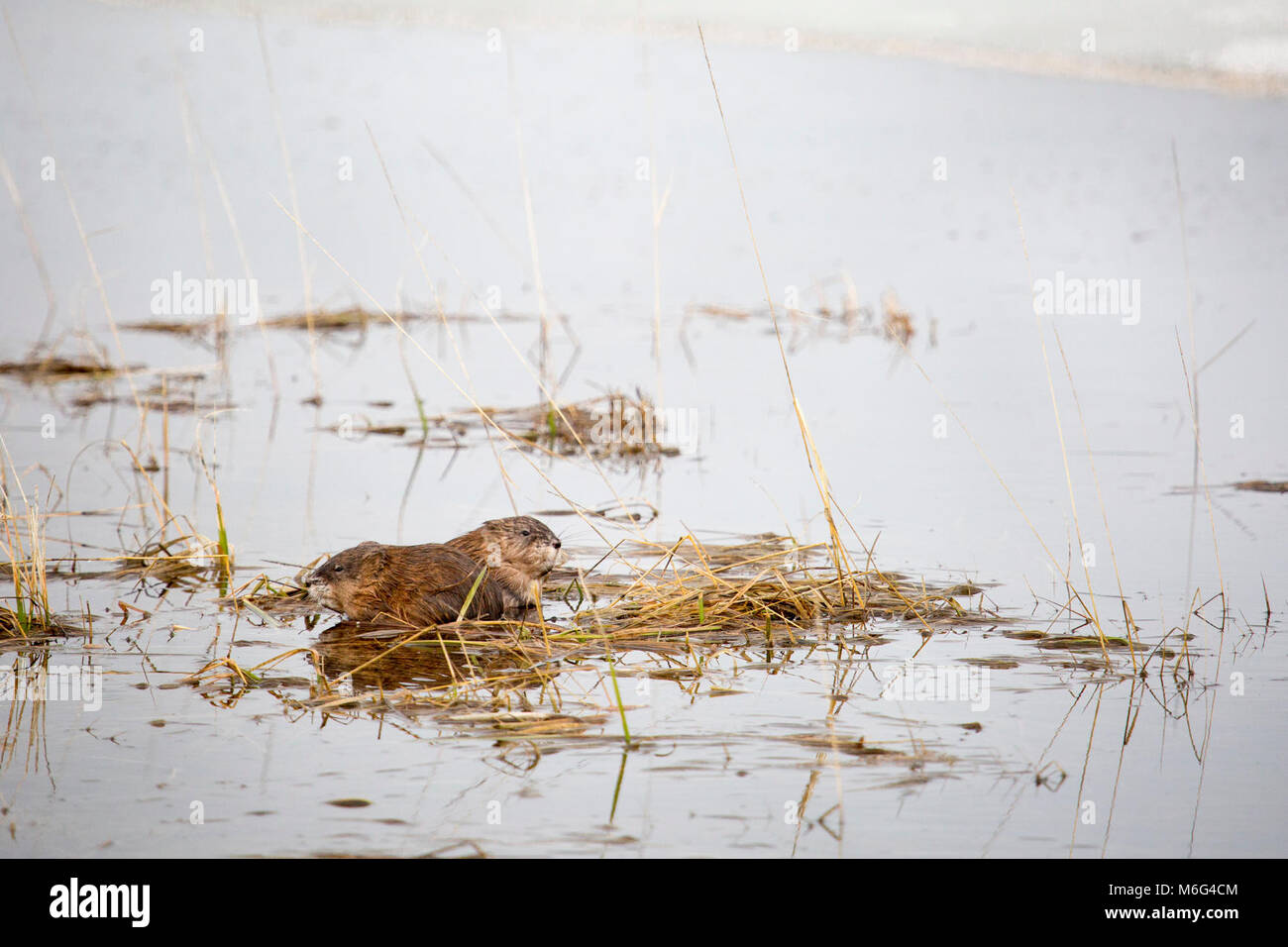 Muskrats in Swan Lake Stock Photo - Alamy