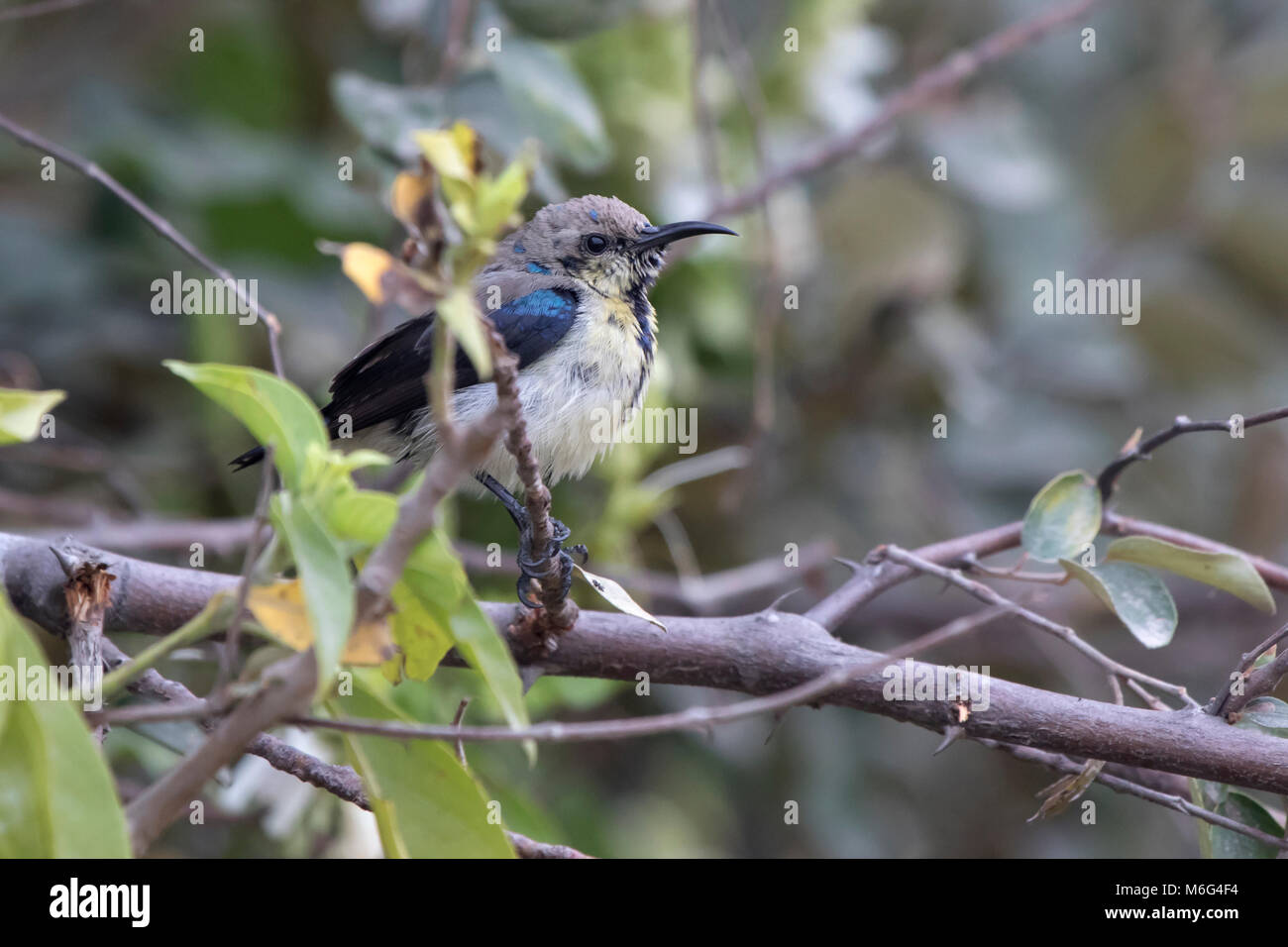 male in a non-brooding nectarian dress that sits on a tree branch on a ...