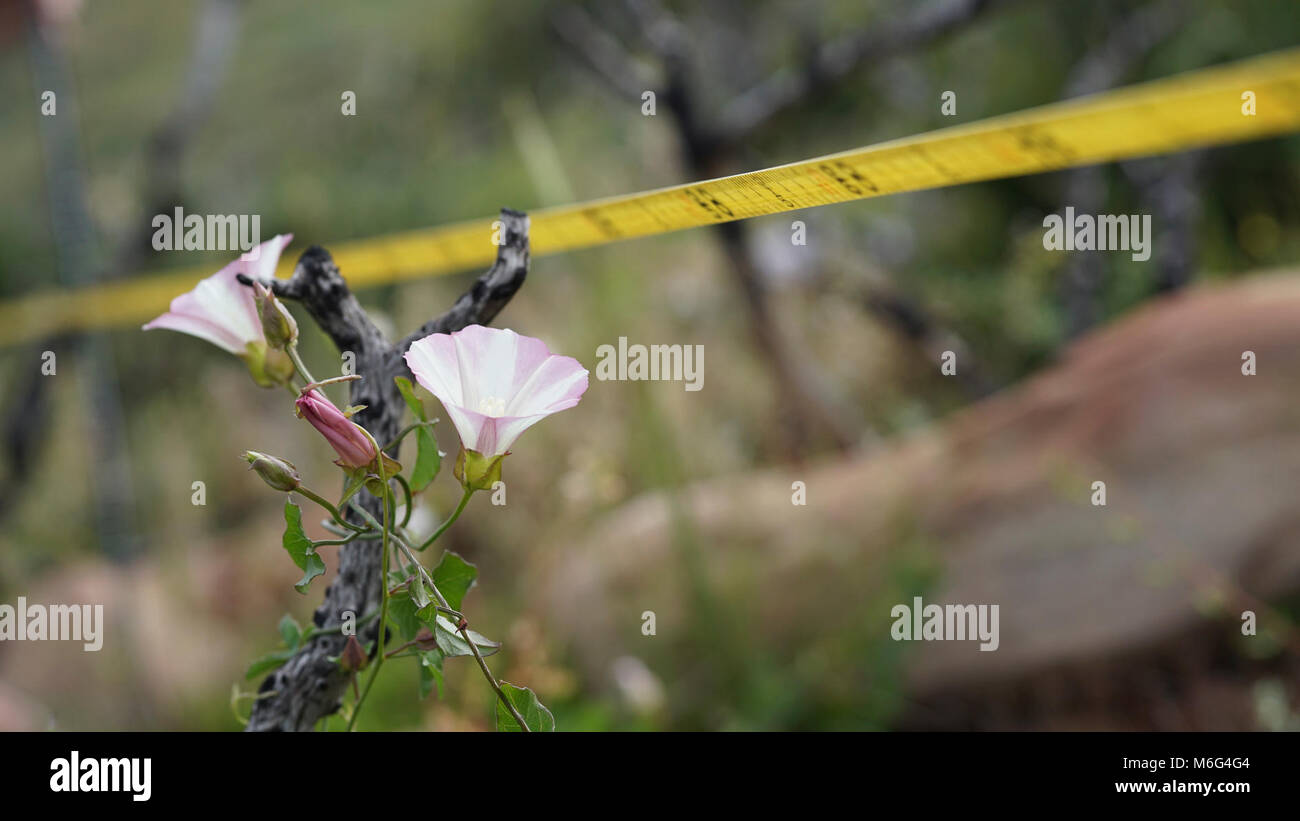 Native Plant Community Monitoring Stock Photo - Alamy