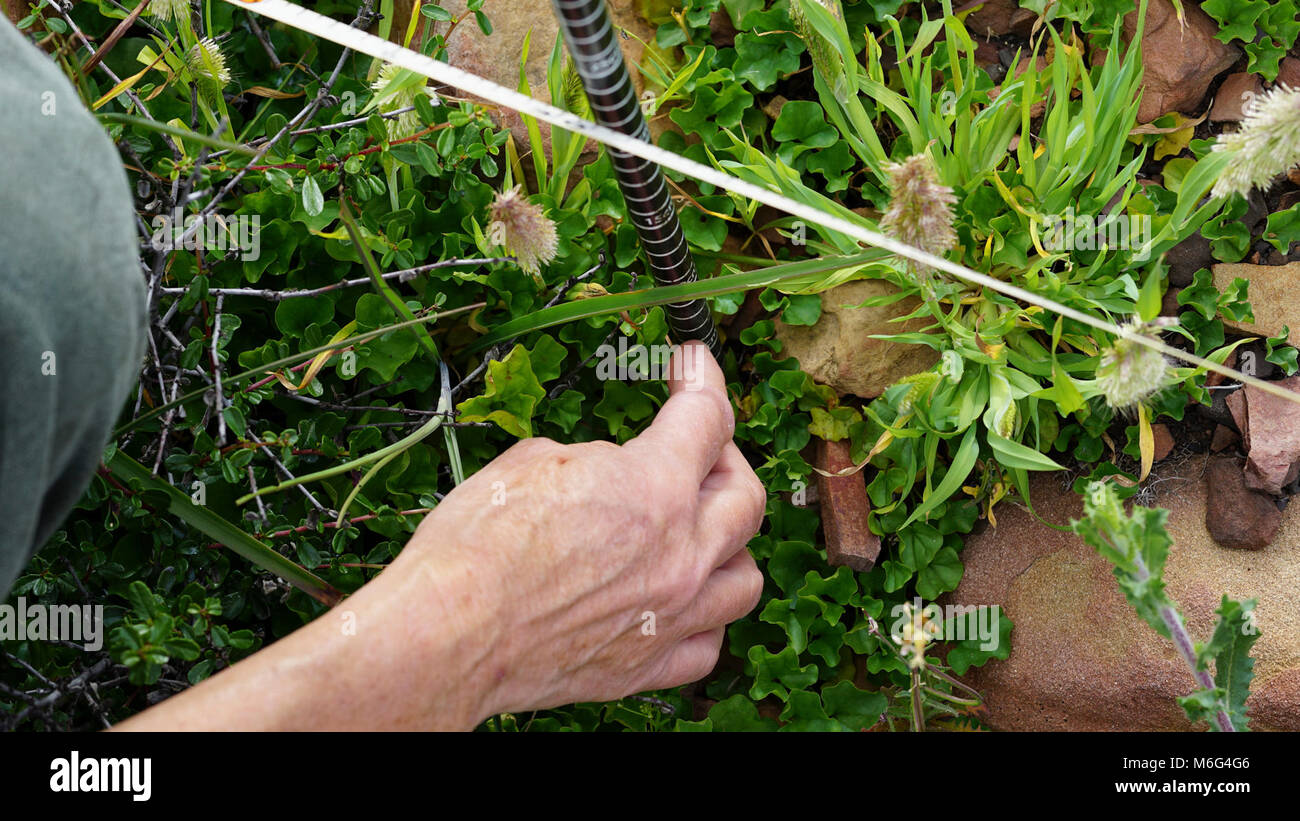 Native Plant Community Monitoring Stock Photo - Alamy