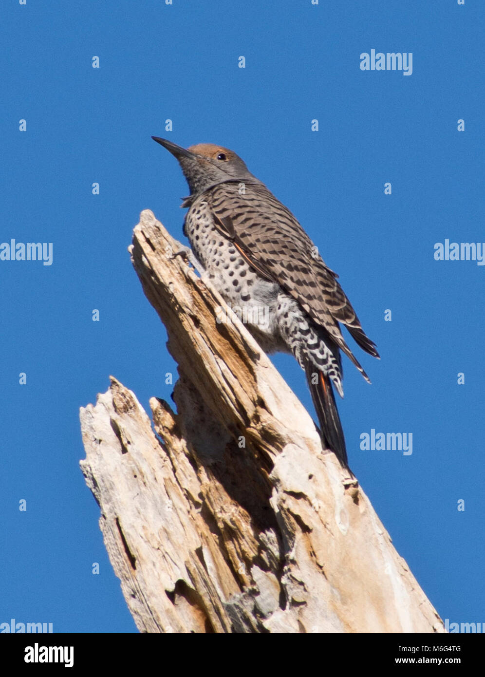 S flicker hi-res stock photography and images - Alamy