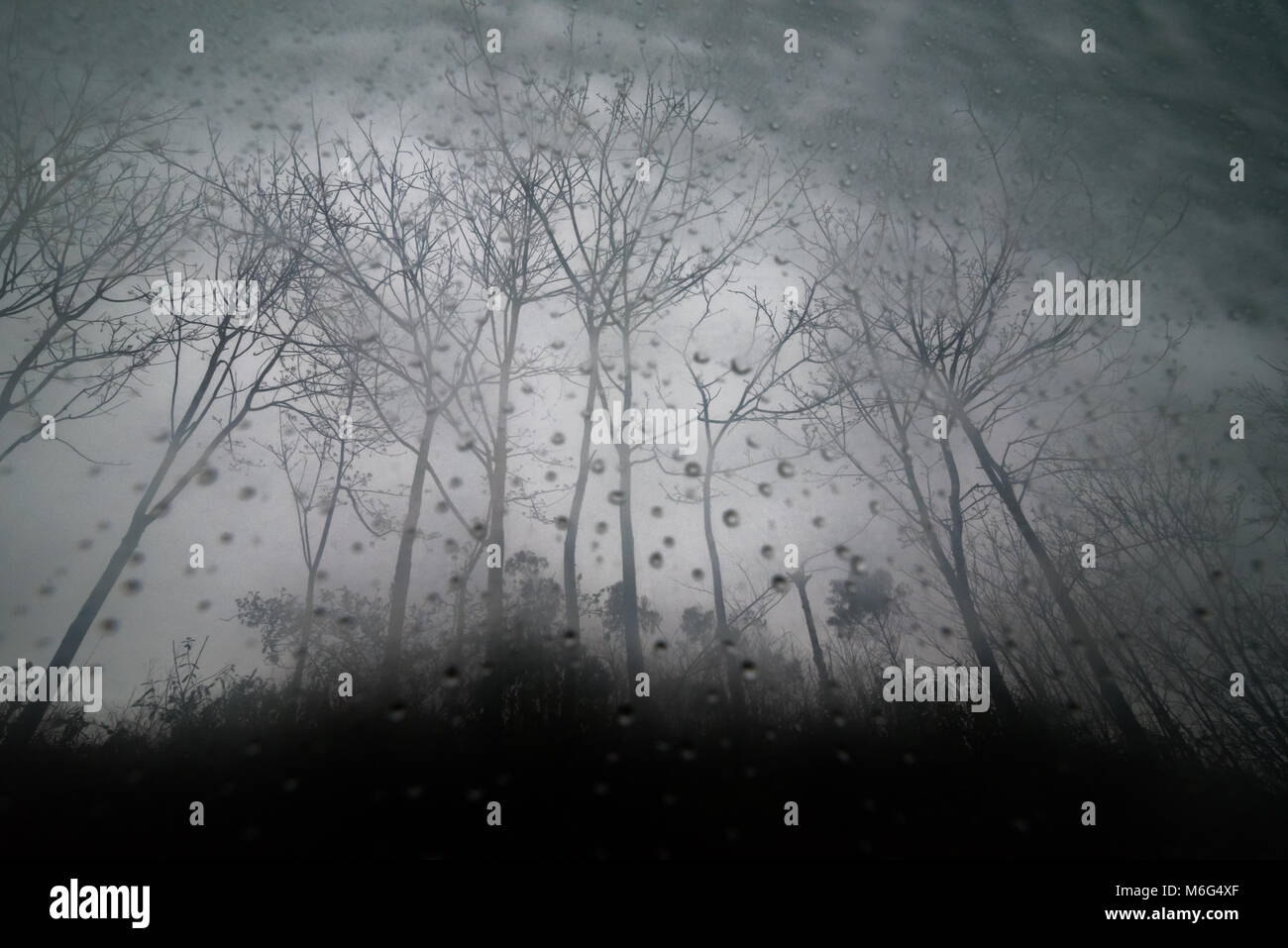 Dry tree with rain drop Stock Photo - Alamy