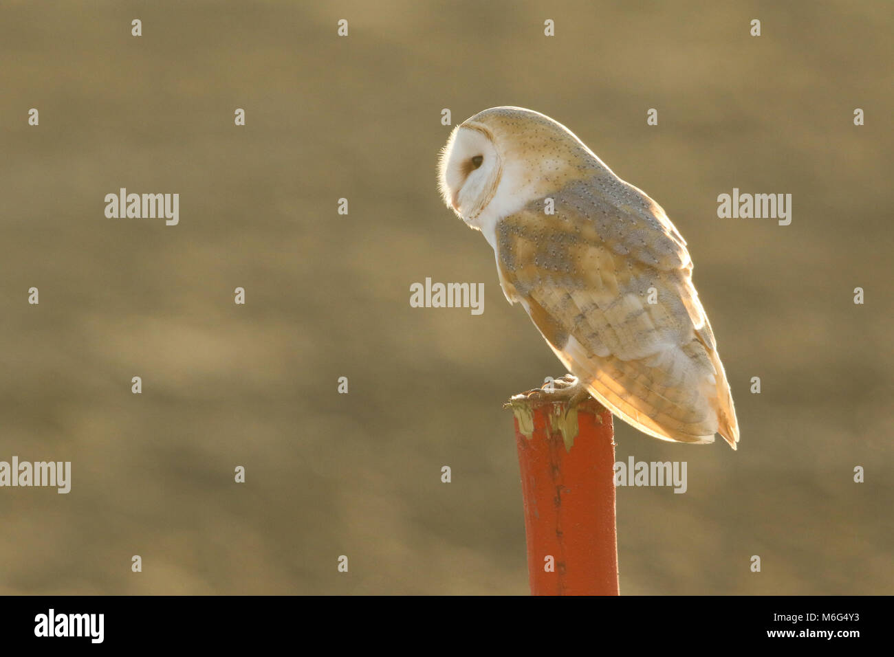 Owl Back High Resolution Stock Photography and Images - Alamy