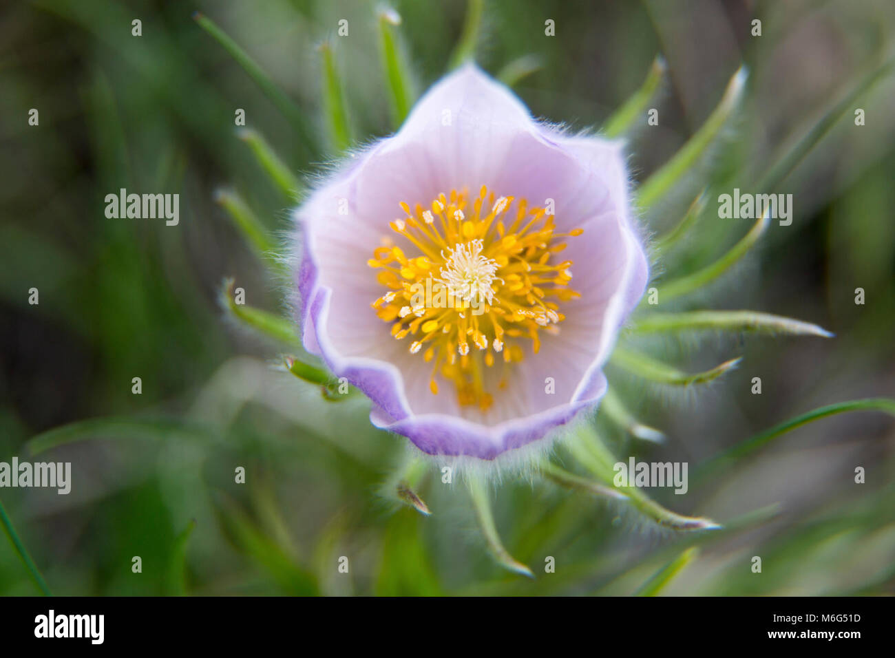 Pasqueflower (Anemone patens Stock Photo - Alamy