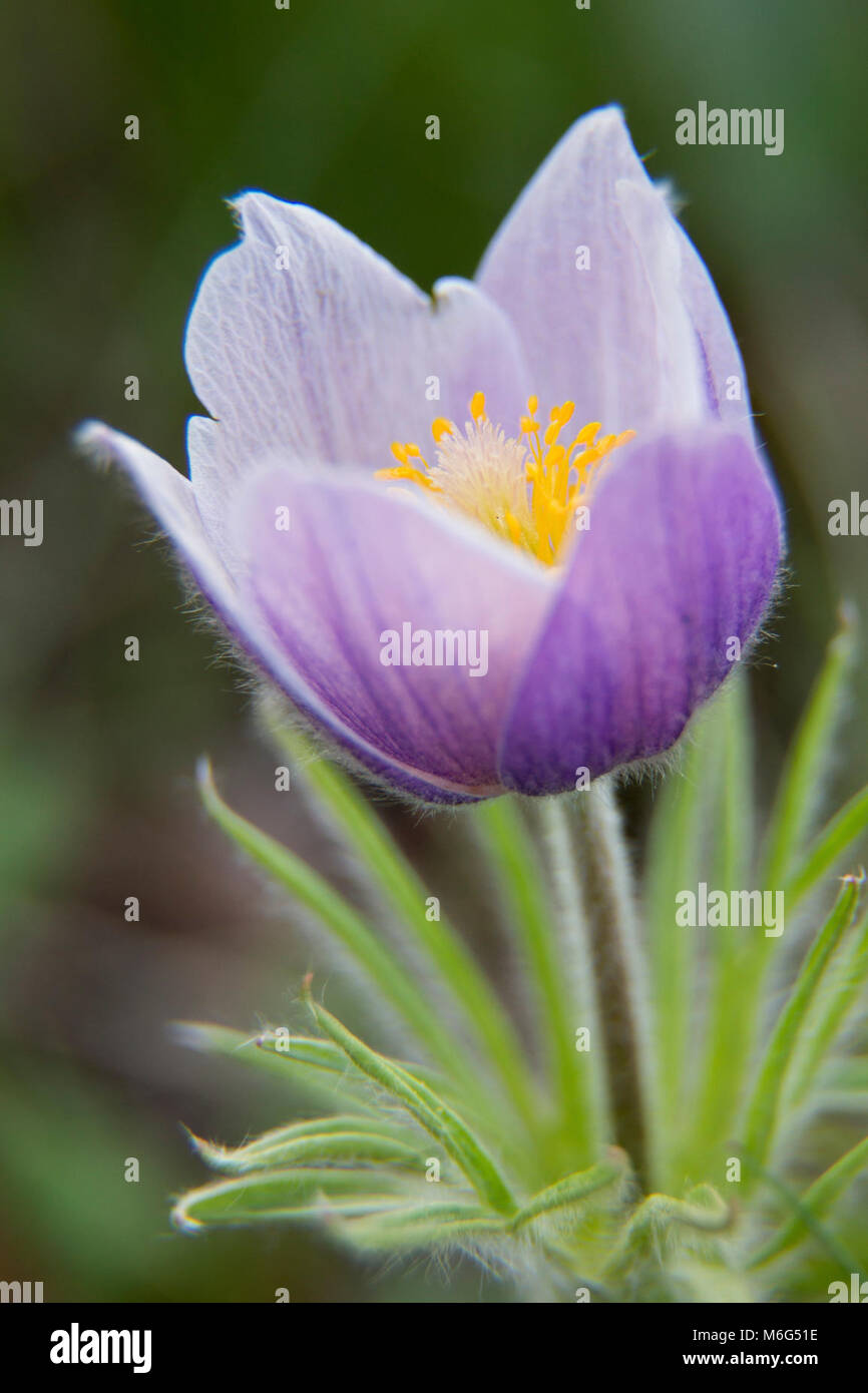 Pasqueflower (Anemone patens Stock Photo - Alamy