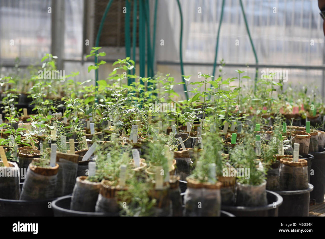Potted plants at Native Plant Nursery Stock Photo - Alamy