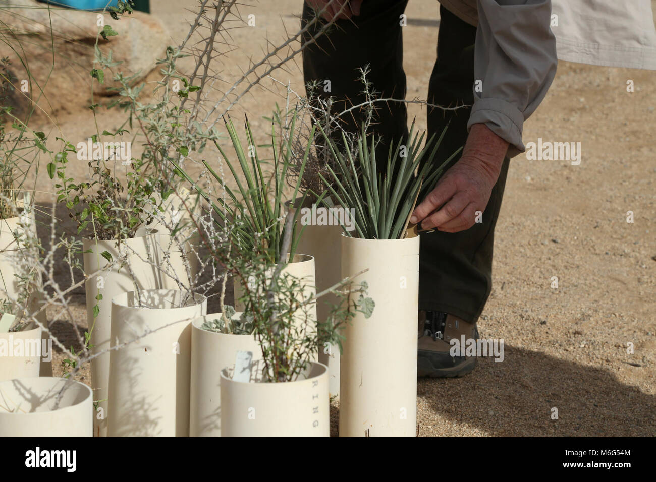 Preparing for planting Stock Photo - Alamy