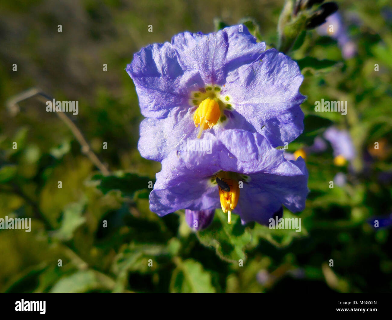 Night shade plants hi-res stock photography and images - Alamy