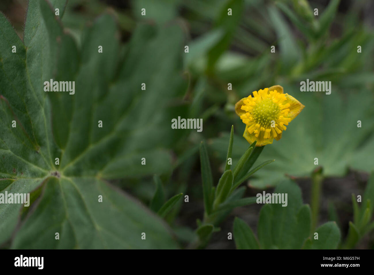 Ranunculus sp hi-res stock photography and images - Alamy