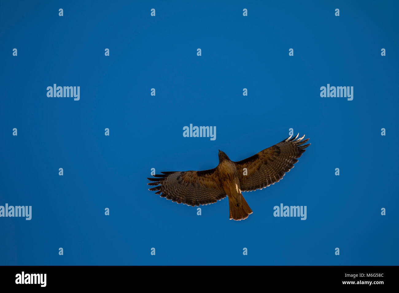 Raptor Walk with Ranger Anthony Stock Photo - Alamy