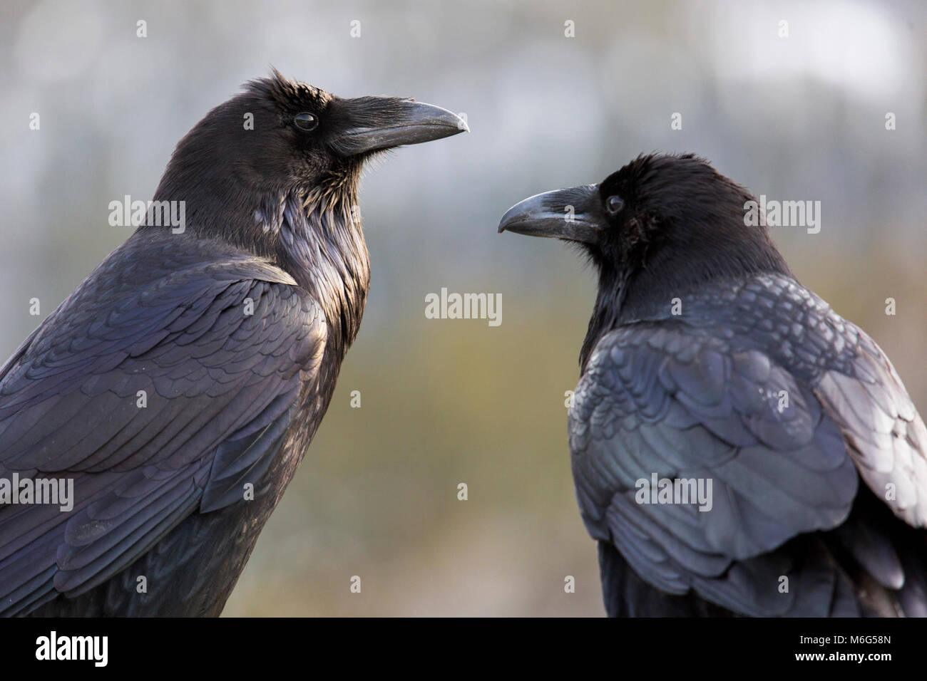 Ravens, Mammoth Hot Springs Stock Photo - Alamy