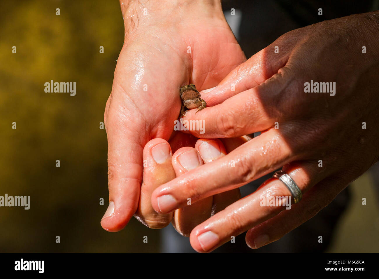 Red Legged Frogs Stock Photo - Alamy
