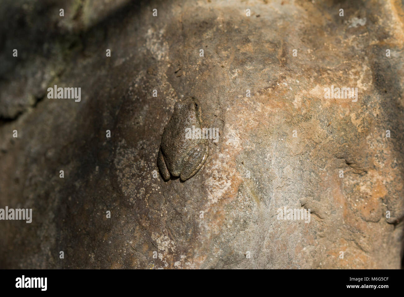 Red Legged Frogs Stock Photo - Alamy