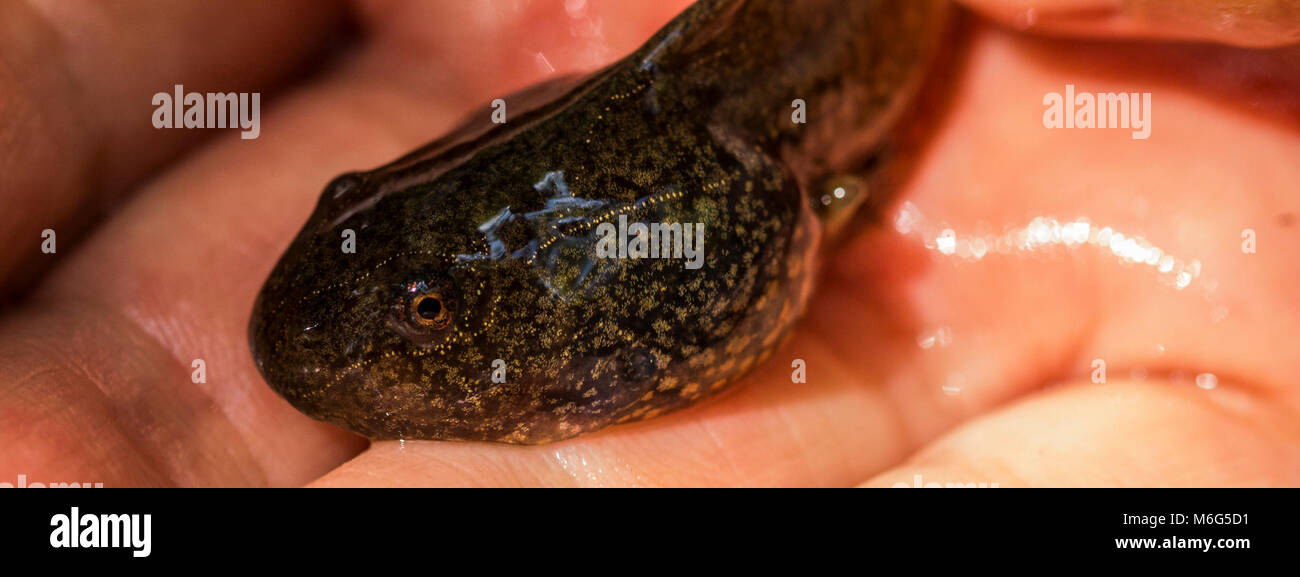 Red Legged Frogs Stock Photo - Alamy