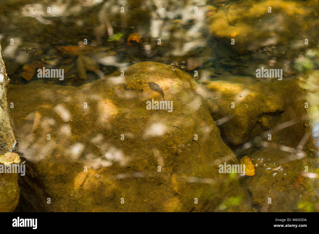 Red Legged Frogs Stock Photo - Alamy