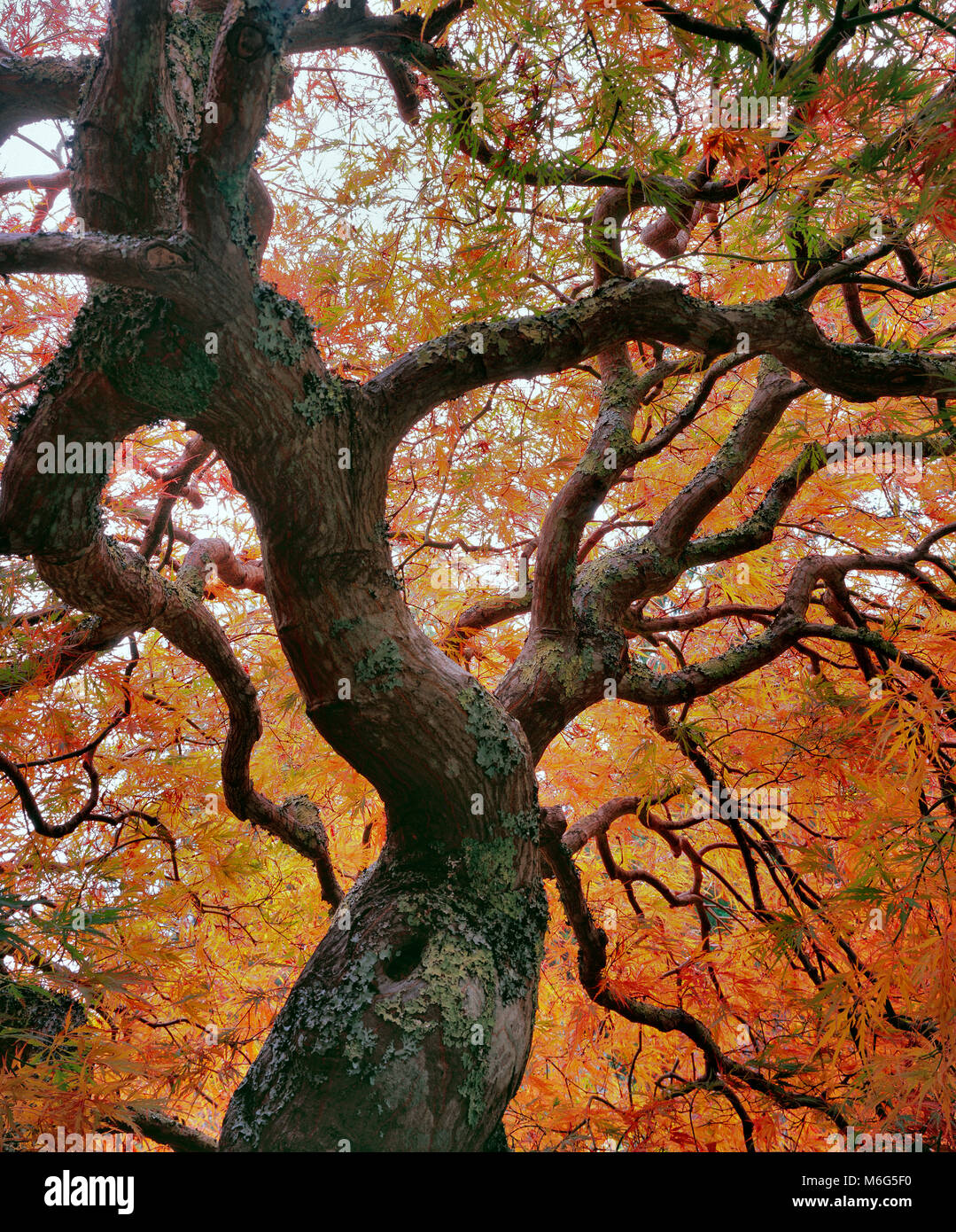 Japanese Maple, Lace Leaf, Acer palmatum, Fern Canyon, Mill Valley ...