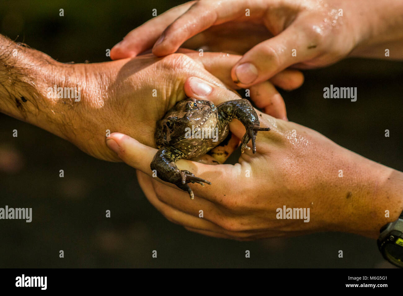 Red Legged Frogs Stock Photo - Alamy