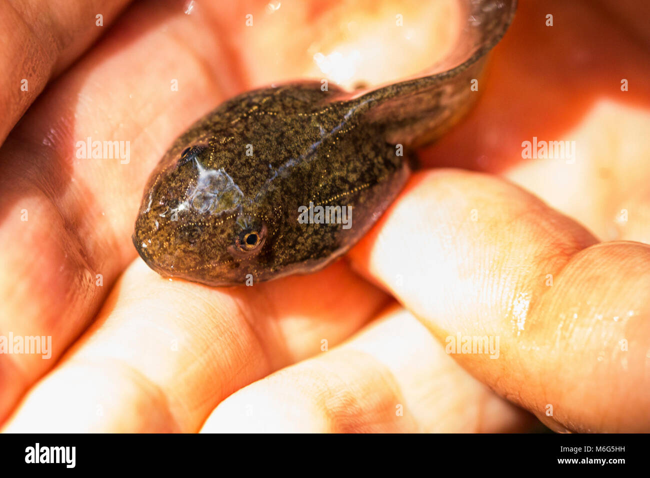 Red Legged Frogs Stock Photo - Alamy