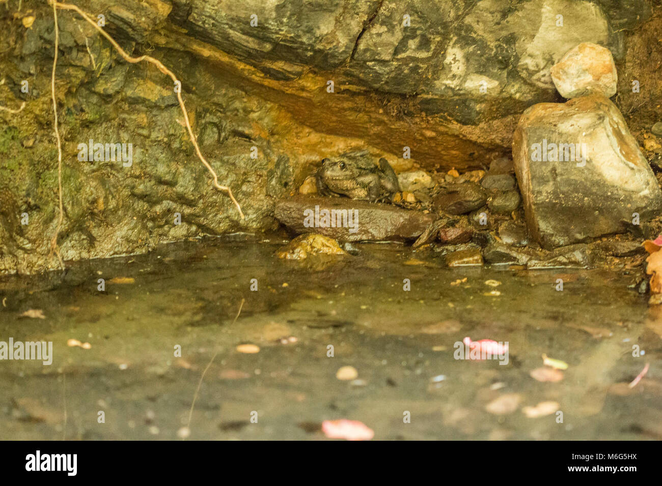 Red Legged Frogs Stock Photo - Alamy