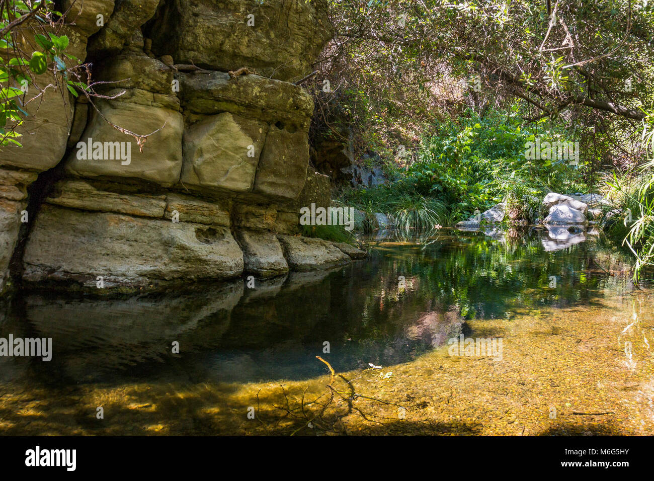 Red Legged Frogs Stock Photo - Alamy