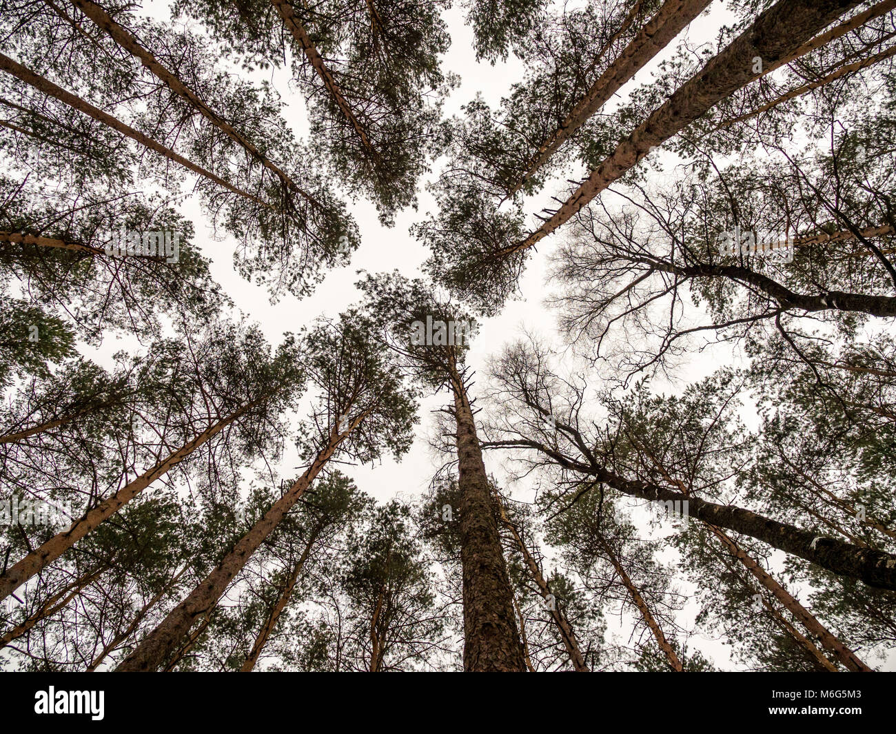 Looking up bottom up view pine trees crowns branches in winter woods or ...